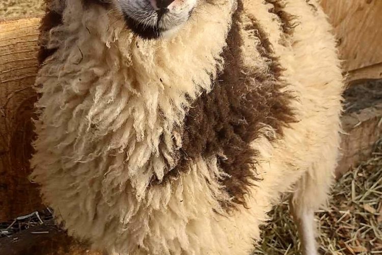 Jacob Sheep Classifieds – Well-bred Lamb and Sheep Listings