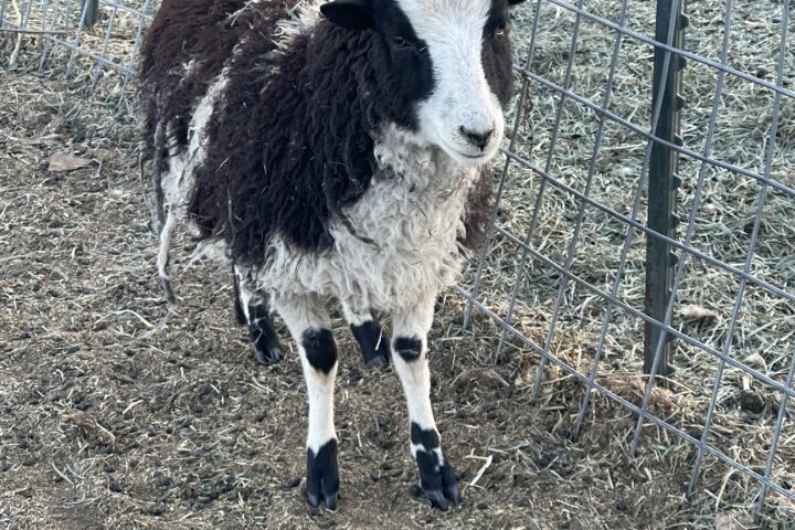 Jacob Sheep Classifieds – Well-bred Lamb and Sheep Listings