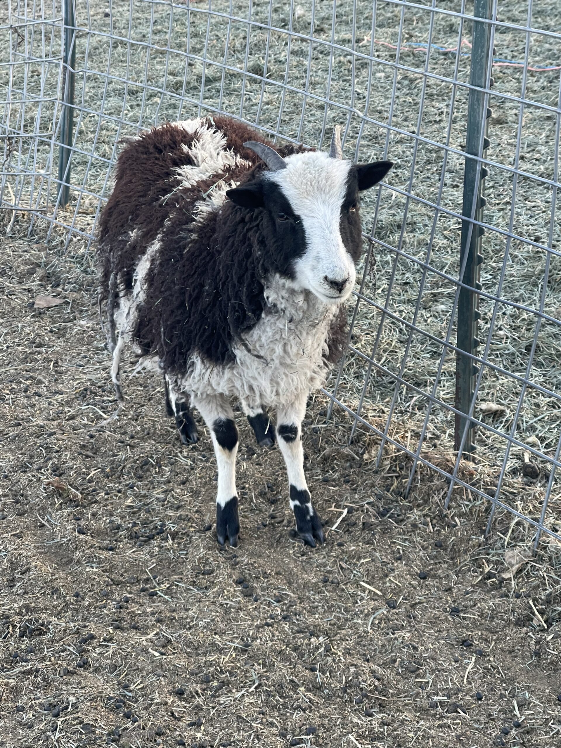 Jacob Ewe Lamb – Jacob Sheep Classifieds