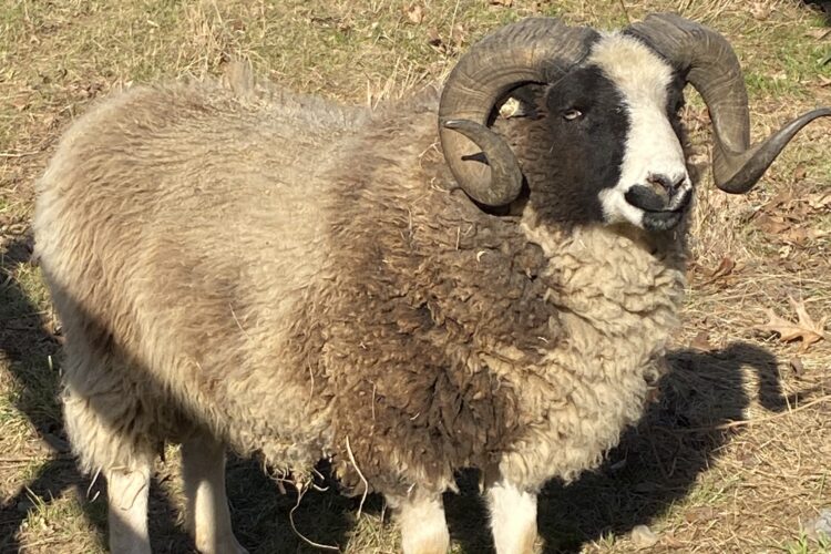 Jacob Sheep Classifieds – Well-bred Lamb and Sheep Listings